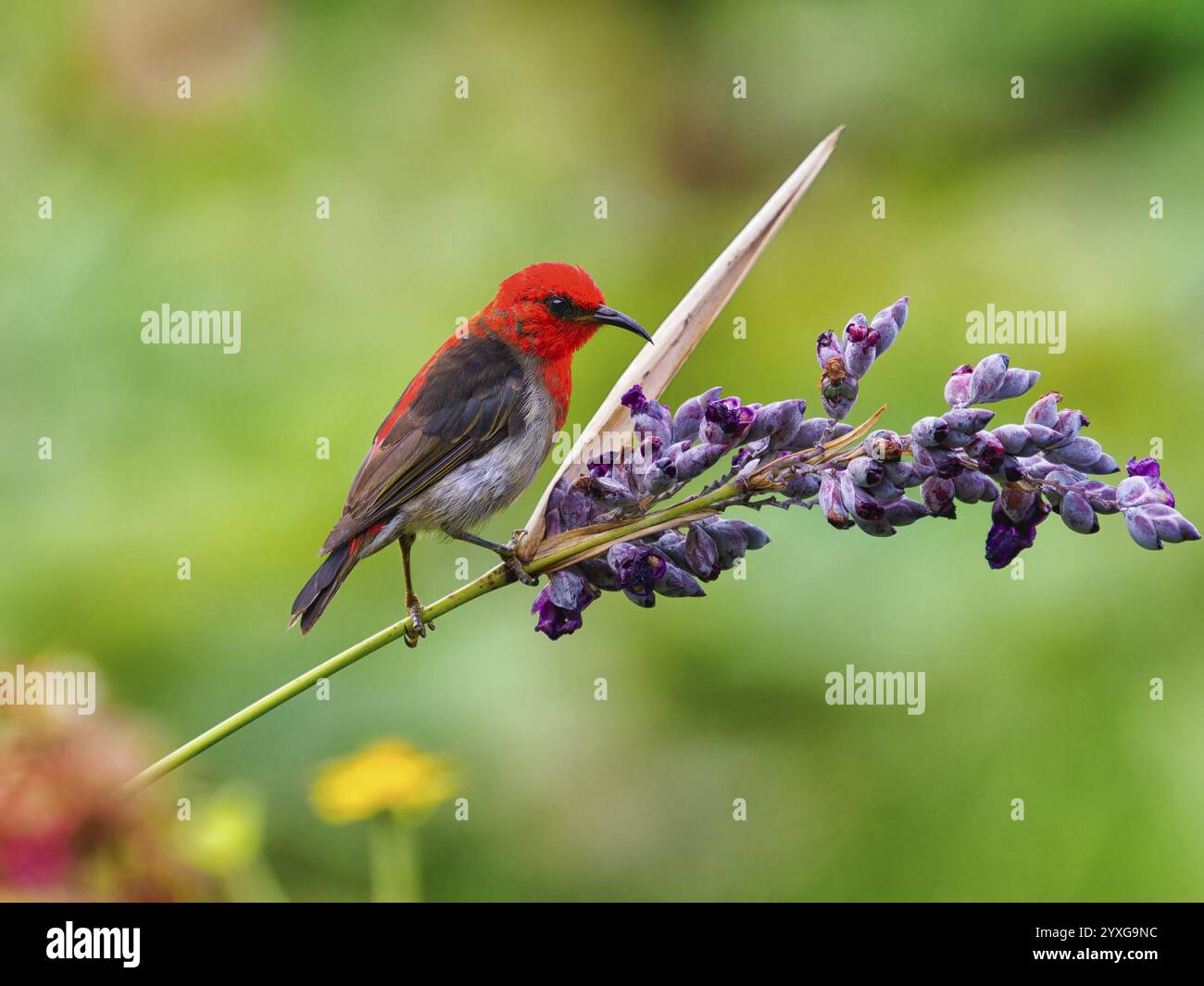 Sulawesi honeyeater (Myzomela chloroptera) red small bird on flower ...