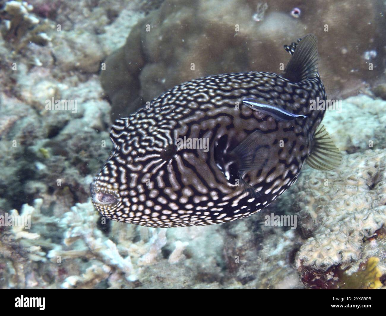 A dotted map pufferfish (Arothron mappa) swimming near corals with a ...
