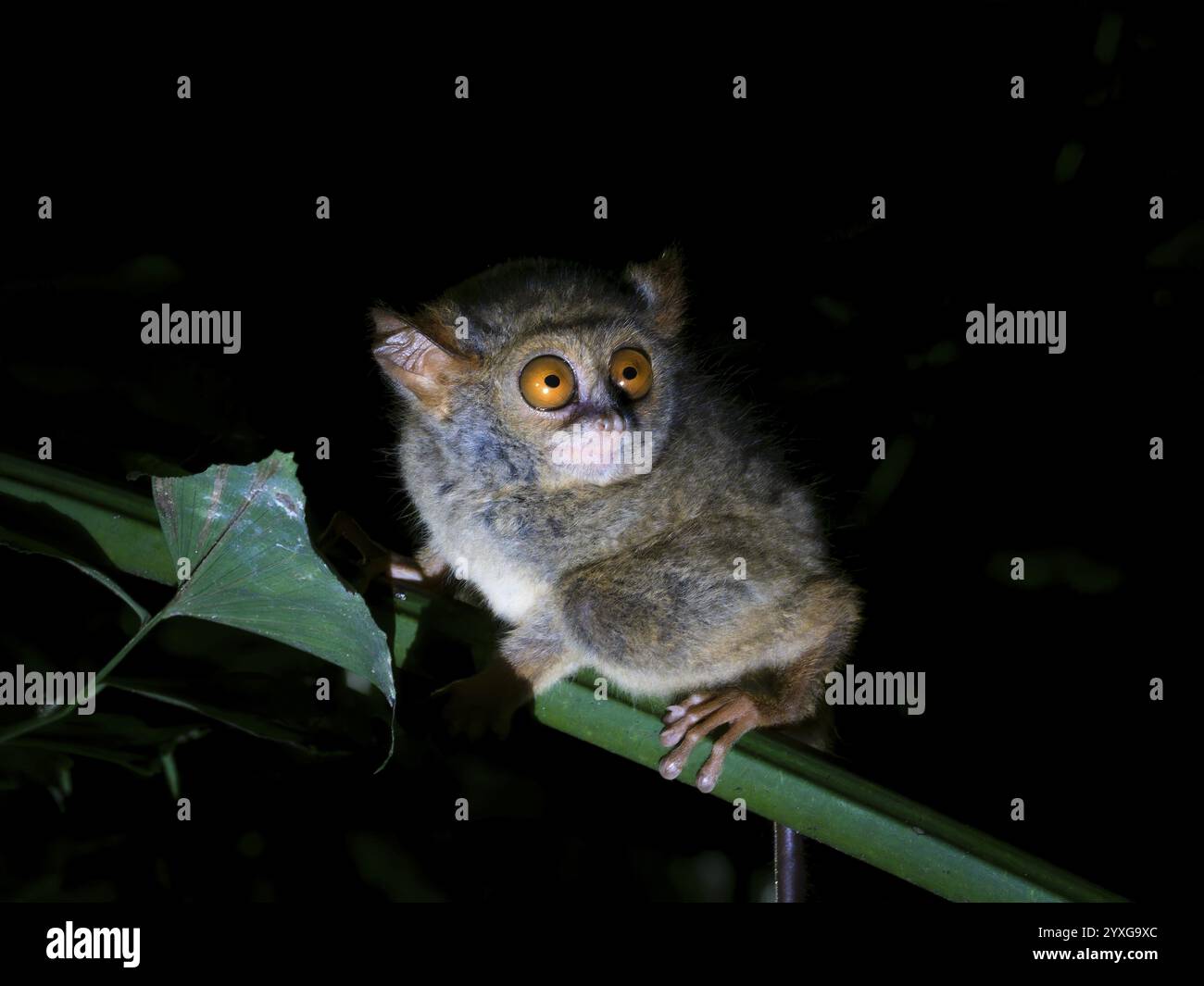 Tarsier (Tarsiidae) small animal with large eyes, Tangoko National Park ...