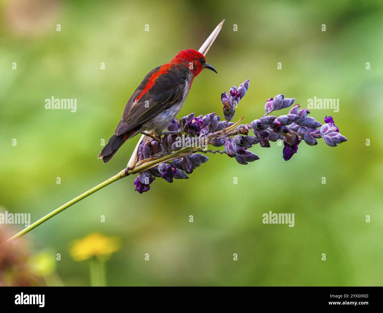 Sulawesi honeyeater (Myzomela chloroptera) red small bird on flower ...