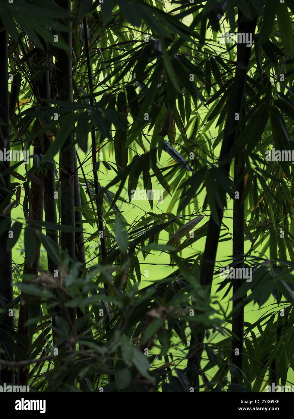 Forest green bamboo (Bambuseae) Bamboo grove, Sulawesi, Indonesia, Asia ...