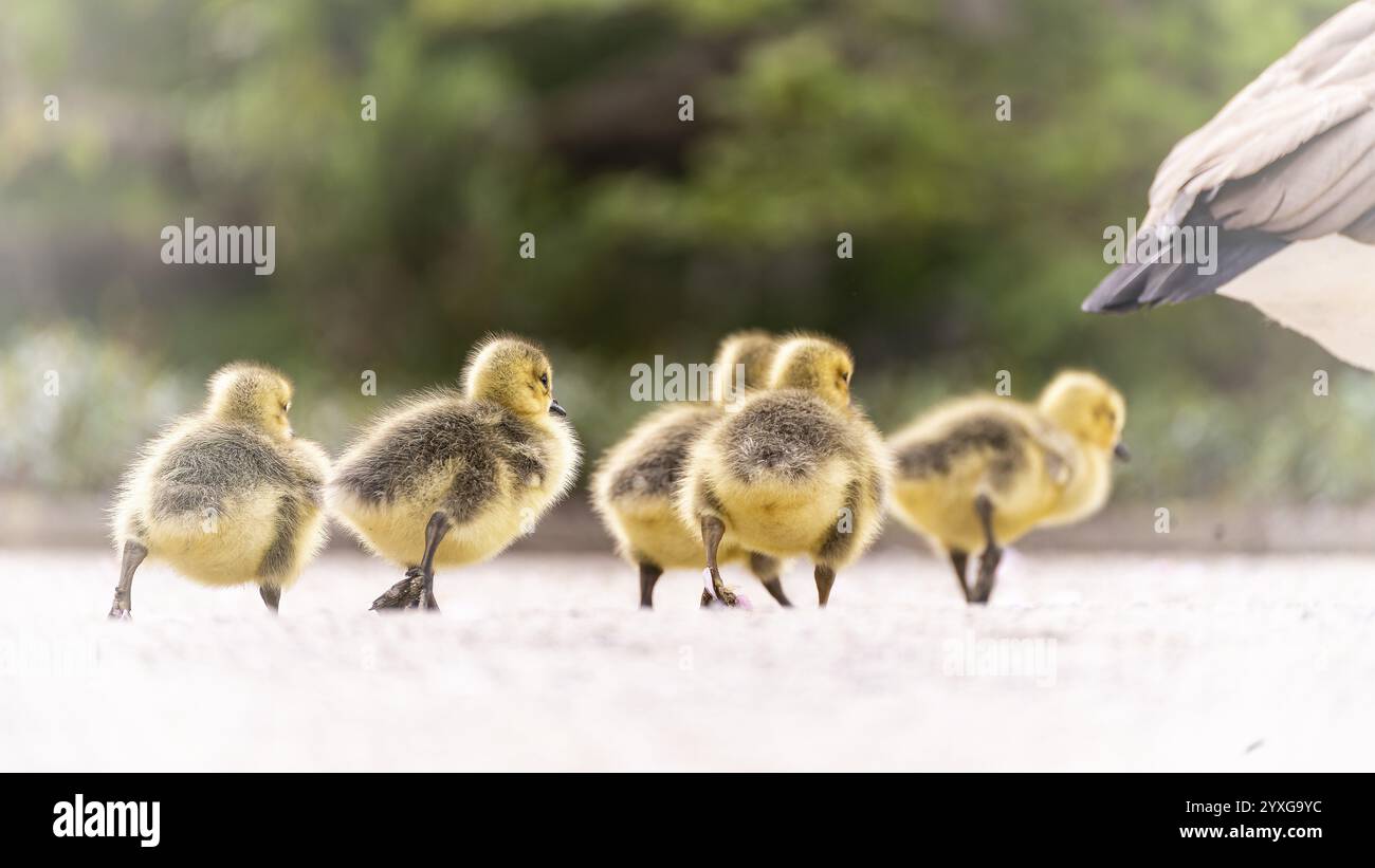 Canada goose chicks (Branta canadensis) five crossing a gravel path ...