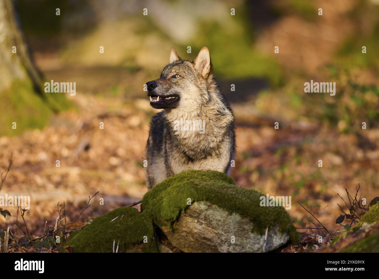 Close-up of a Eurasian wolf (Canis lupus lupus) in a forest in spring ...