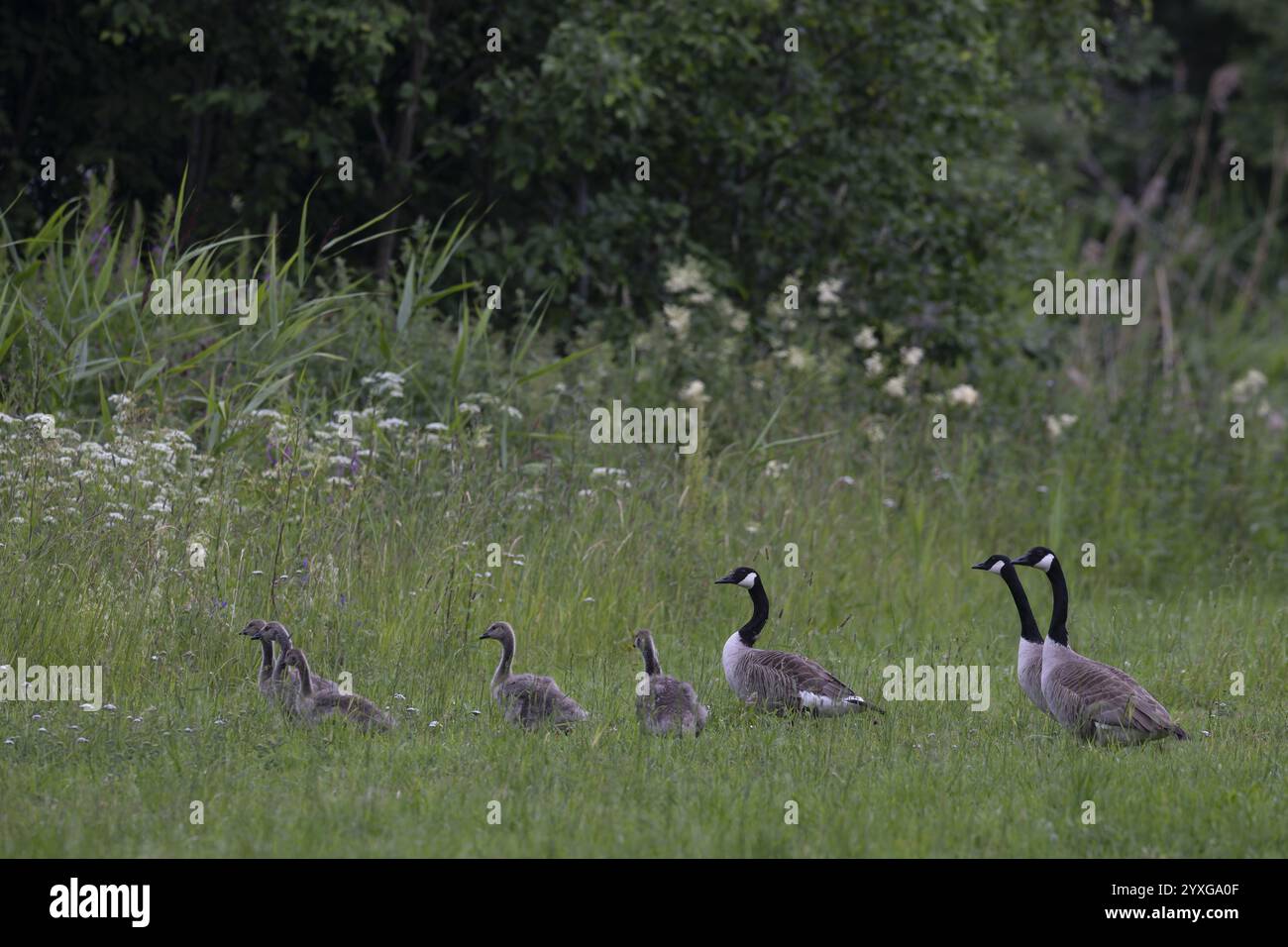 Canada goose juveniles hi-res stock photography and images - Alamy