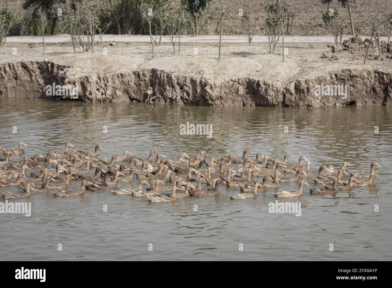 Duck farm on a canal in Xiang Shui County, China, Asia Stock Photo - Alamy