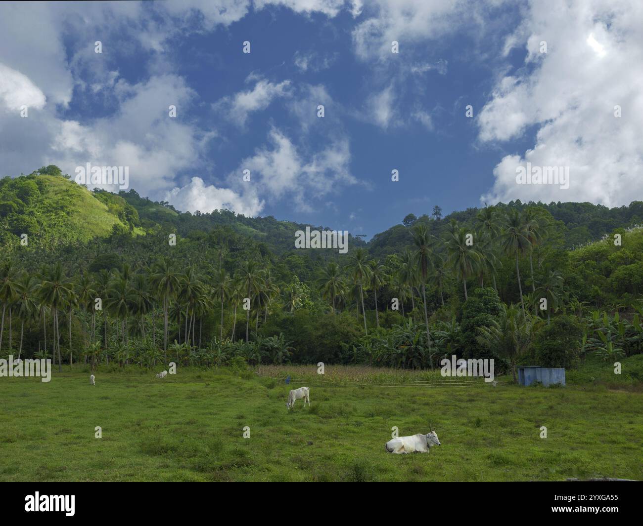 Green tropical landscape with white cattle, North Sulawesi, Indonesia ...