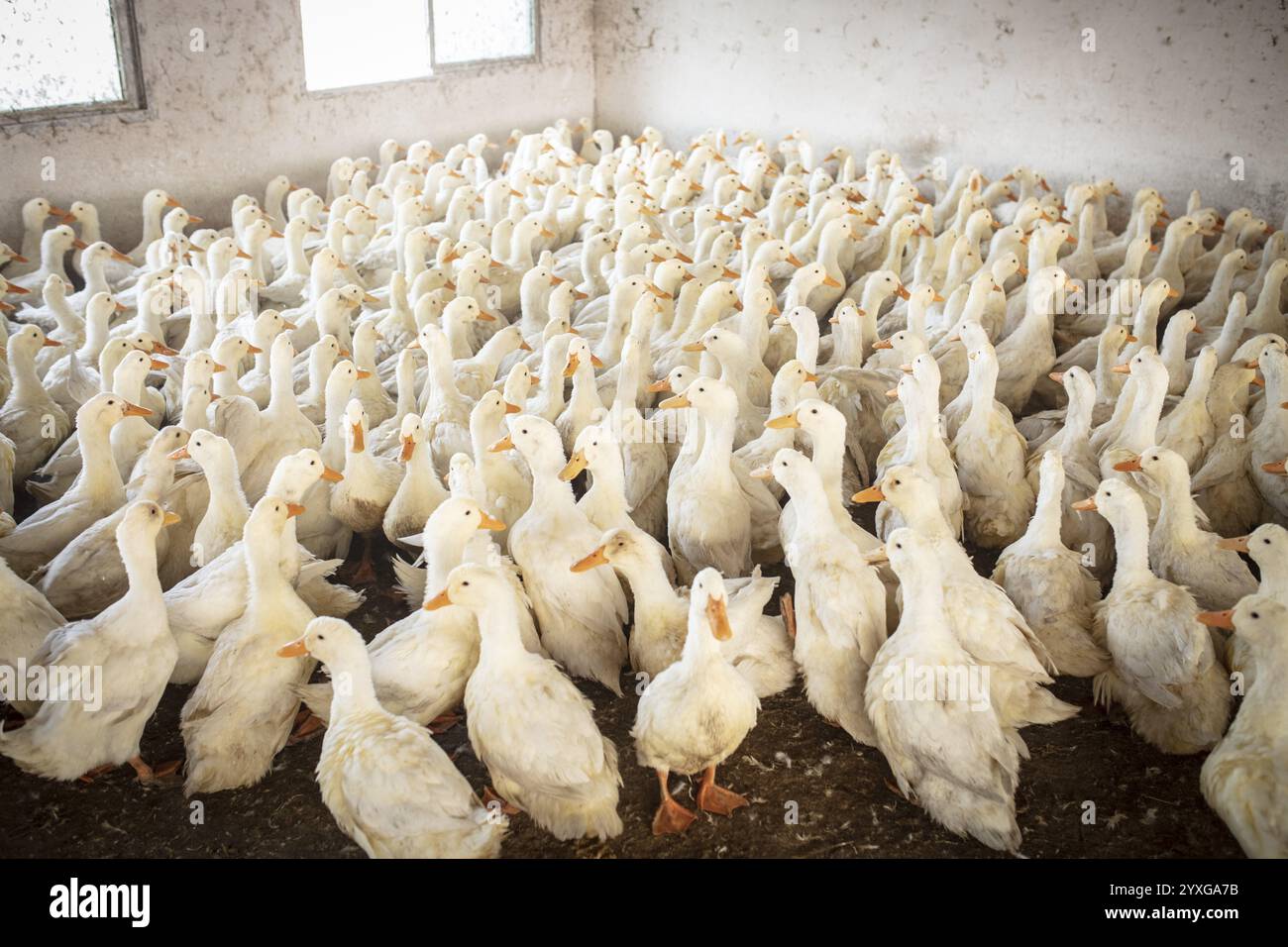 Ducks ready for slaughter at the duck breeding station Jiang Su Xiang ...