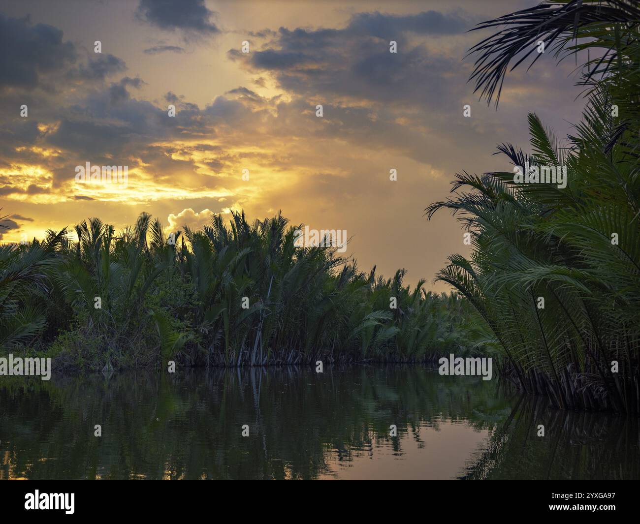Water palms and sunset, Ramang-Ramang, Sulawesi, Indonesia, Asia Stock ...