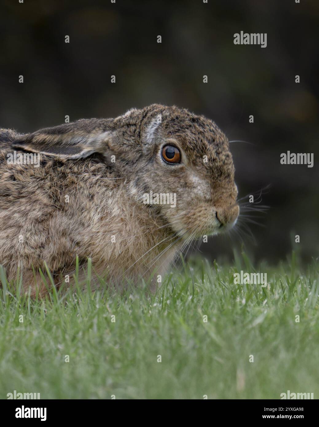 Hare (Leporidae) wild, close-up head and front body, ears laid back ...