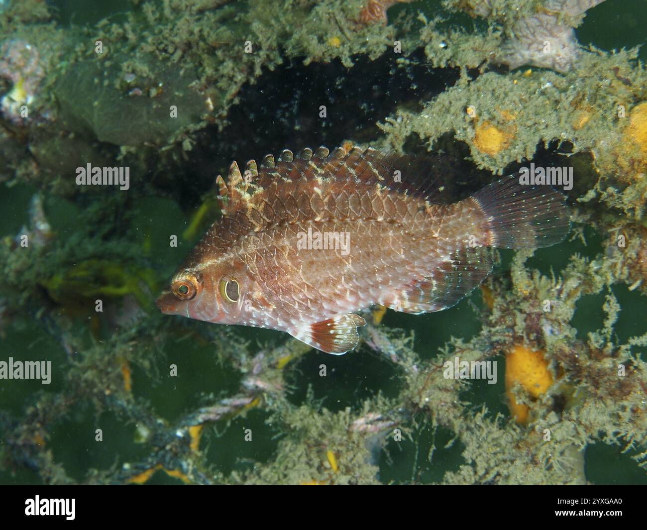 A fish with detailed scales, Lembeh dwarf wrasse (Pteragogus cryptus ...