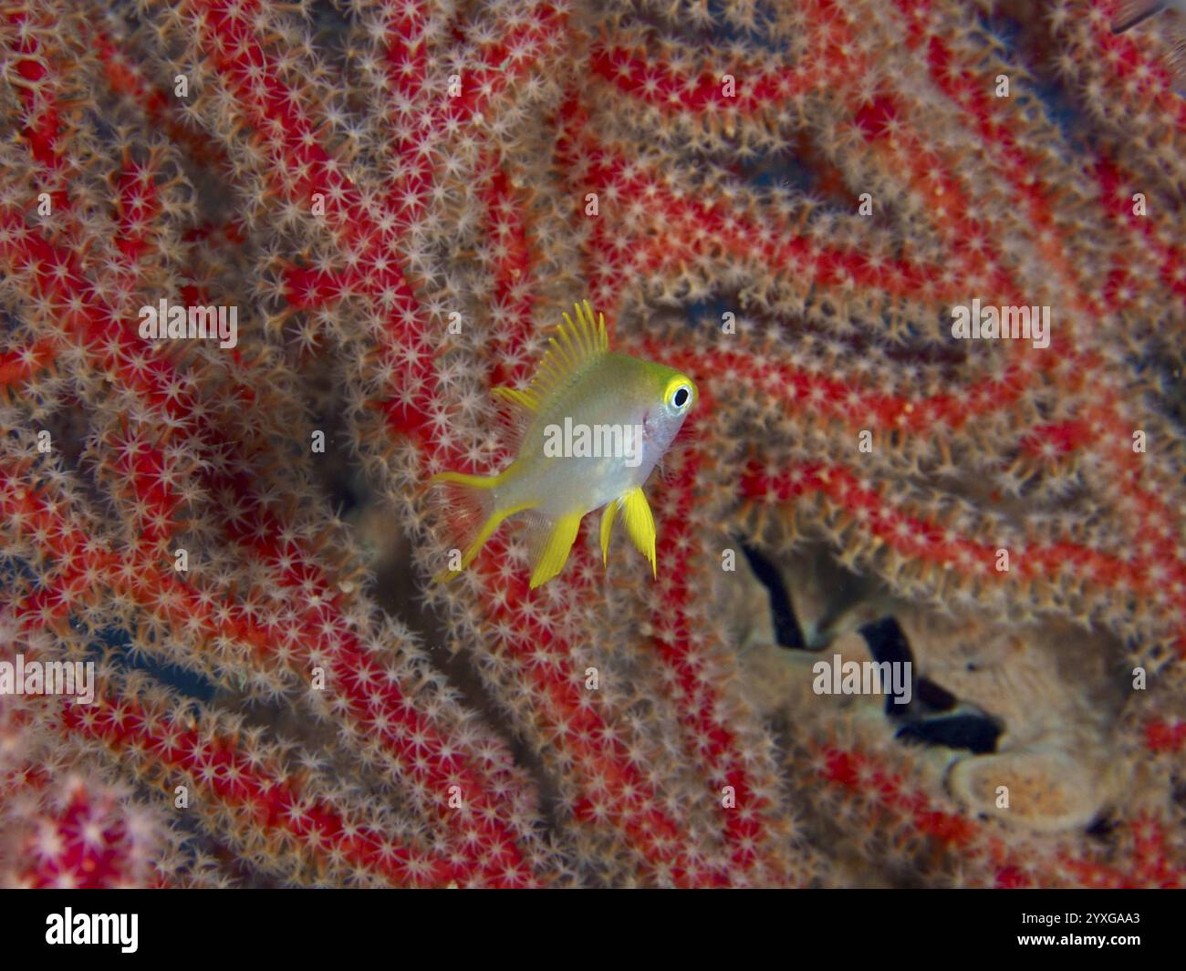 A single fish with yellow fins, Golden damselfish (Amblyglyphidodon ...