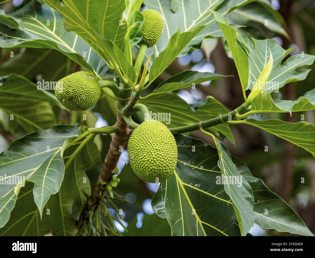 Breadfruit on the breadfruit tree (Artocarpus altilis), Sulawesi ...