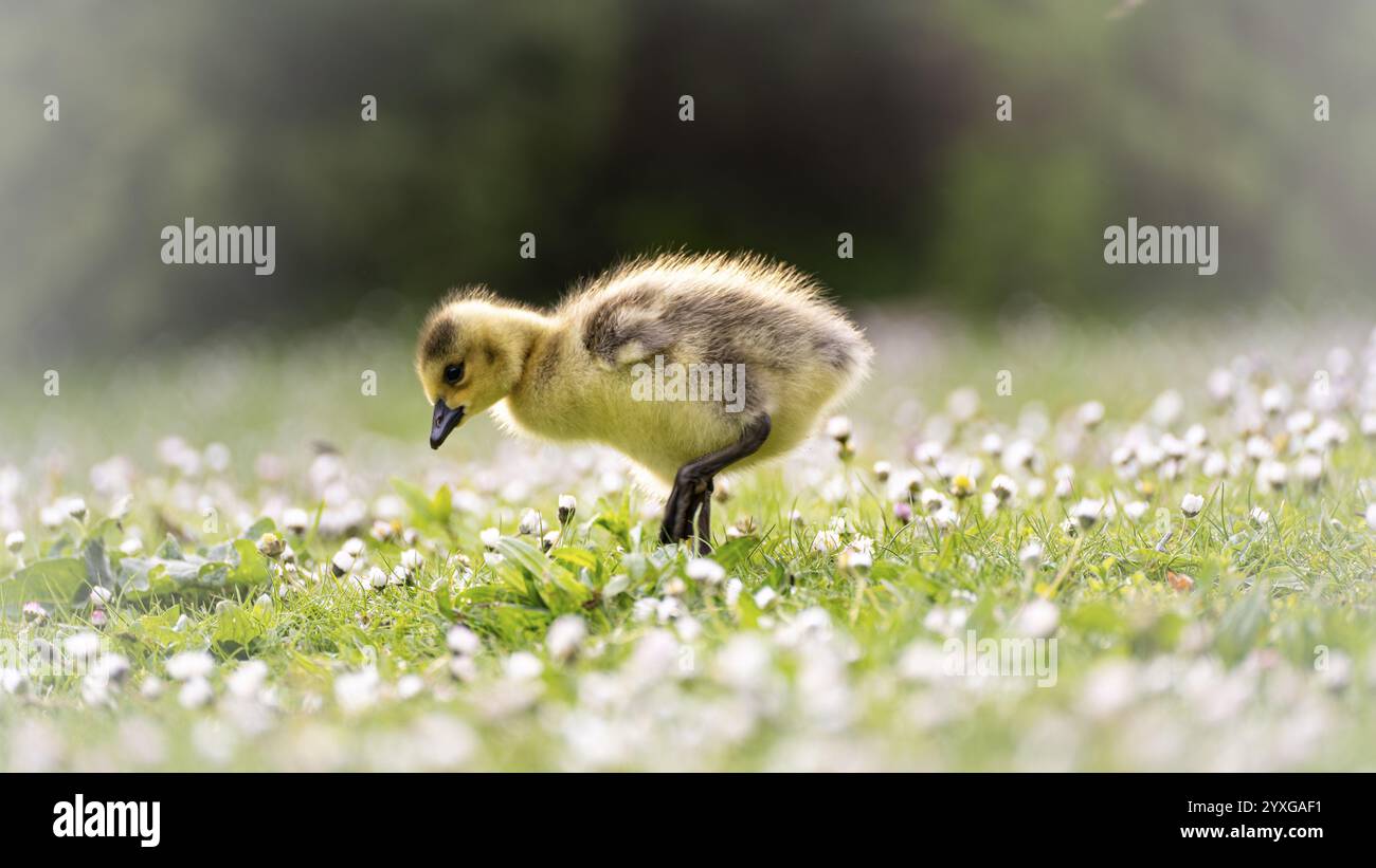 Close up grass camera movement hi-res stock photography and images - Alamy