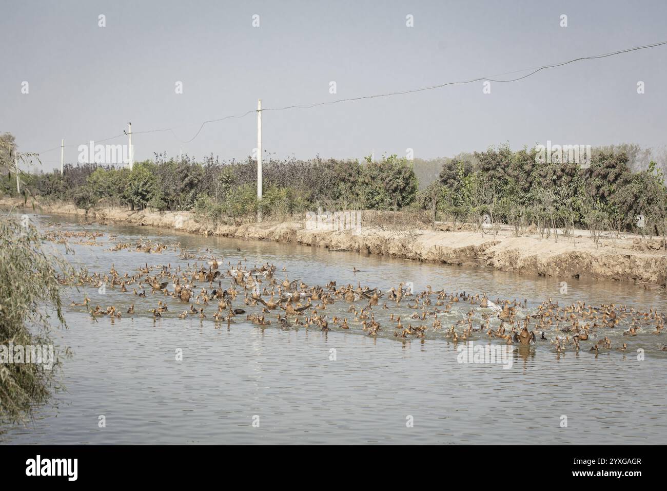 Duck farm on a canal in Xiang Shui County, China, Asia Stock Photo - Alamy