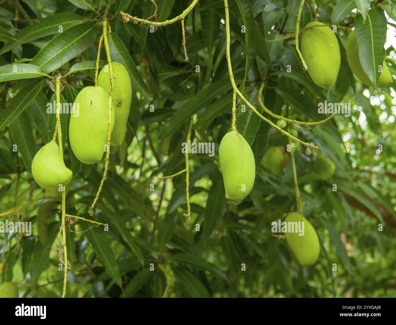 Large mango tree mangifera hi-res stock photography and images - Alamy