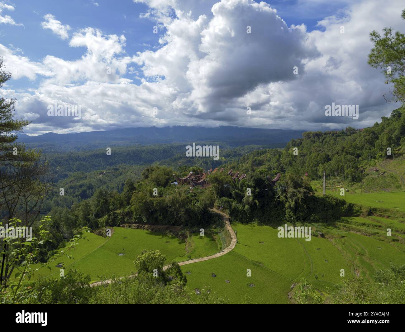 Rice fields, rice terraces, landscape near Limbong, Tana Toraja ...