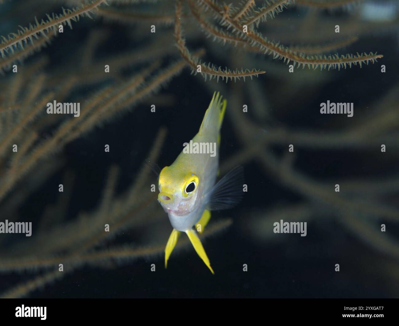 A single fish with yellow fins, Golden damselfish (Amblyglyphidodon ...