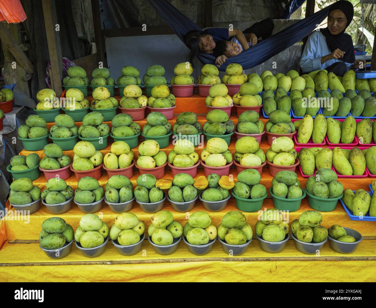 Mango (Mangifera indica) for sale at street market, Sulawesi, Indonesia ...