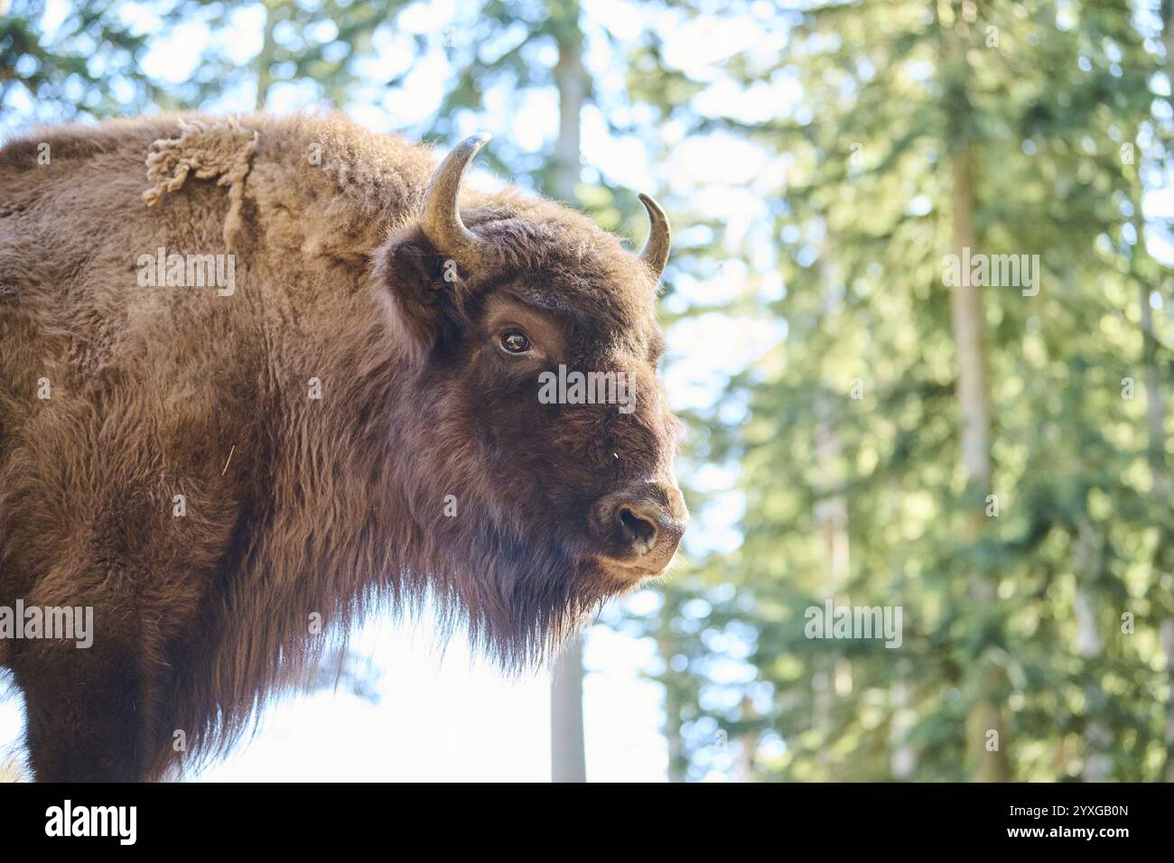 European bison (Bison bonasus) portrait in a forest in spring, Bavarian ...