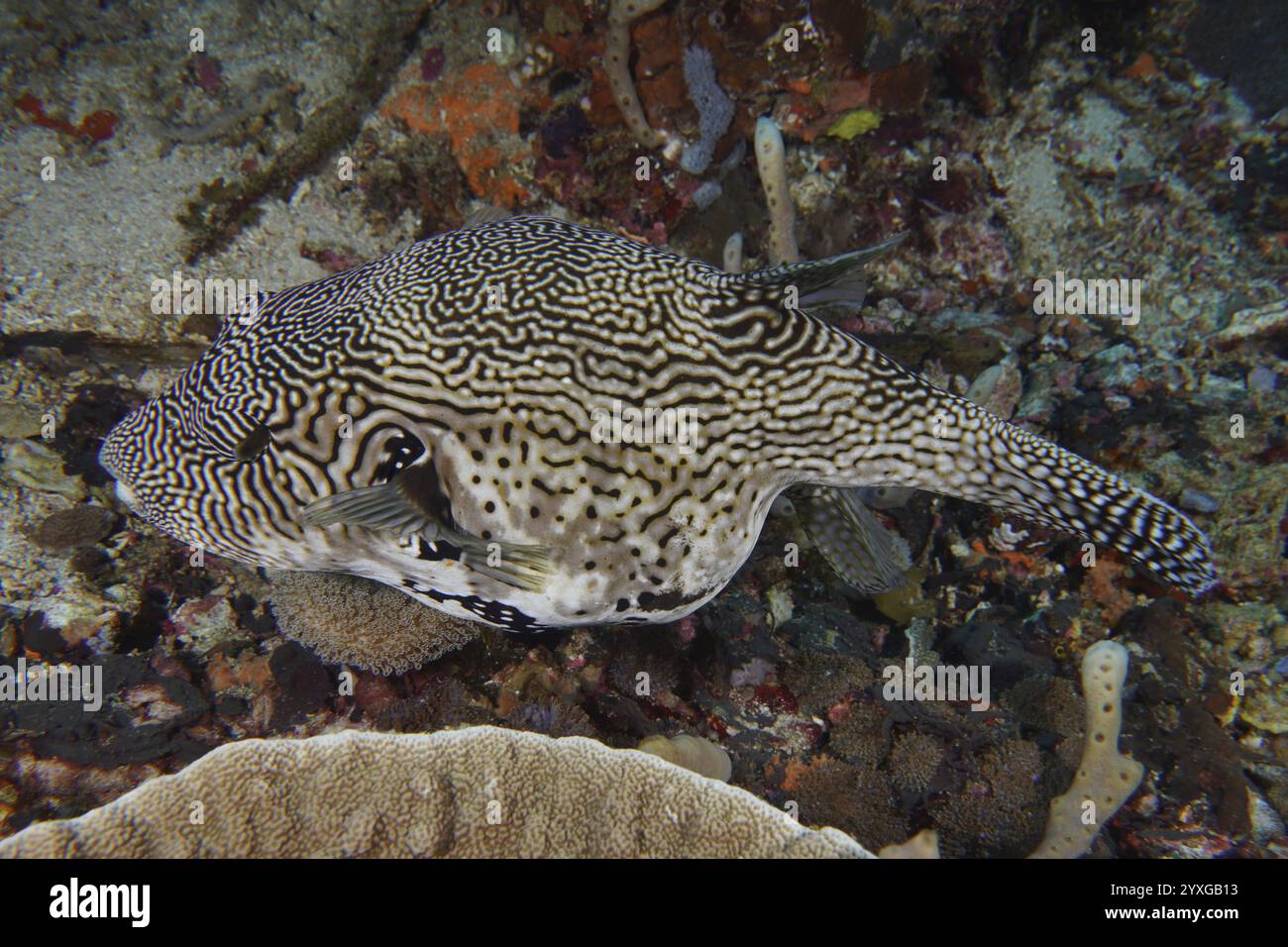 A map pufferfish (Arothron mappa) with a striking zigzag pattern moves ...