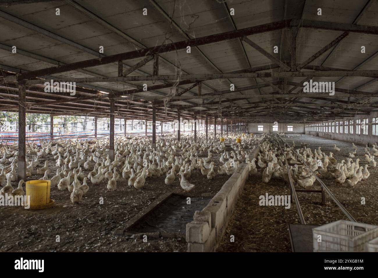 Ducks ready for slaughter, Jiang Su Salted Duck Farming Co. Ltd, Xiang ...