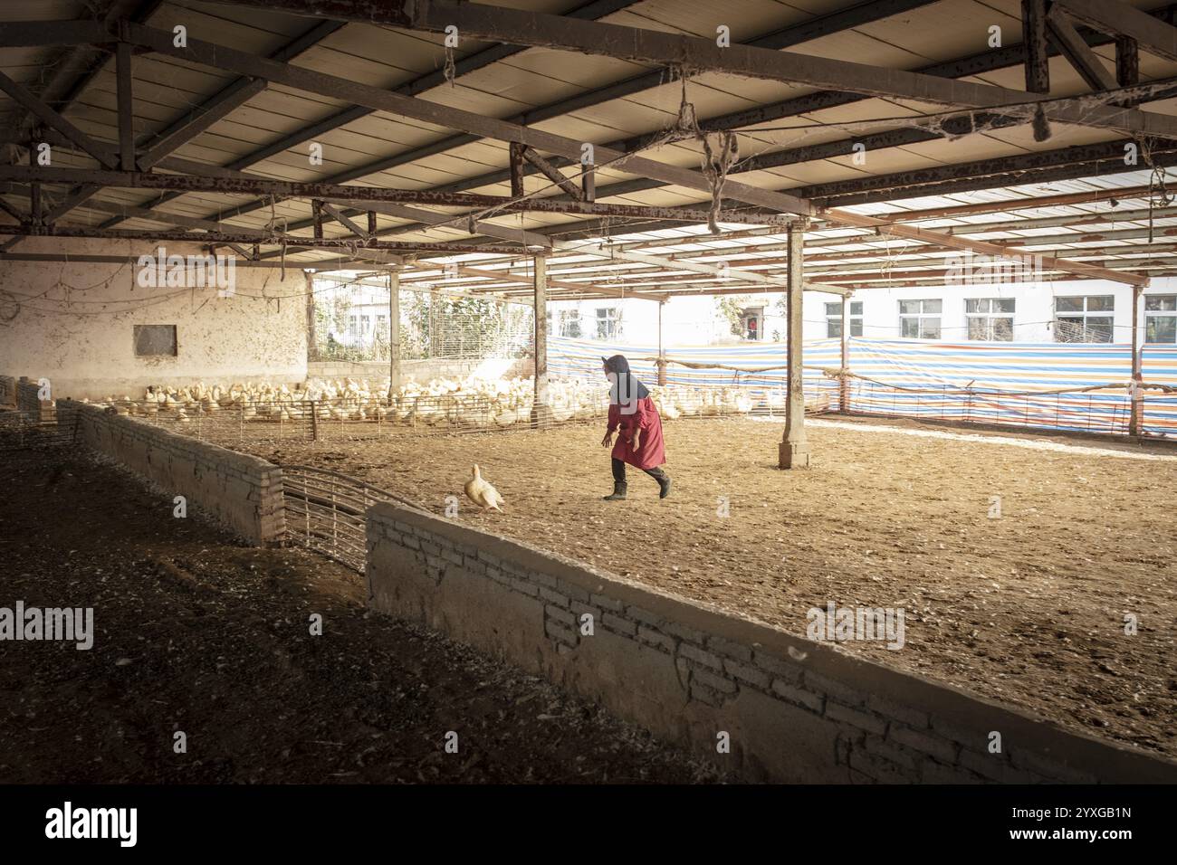 Ducks being vaccinated at the duck breeding centre Jiang Su Xiang Gui ...