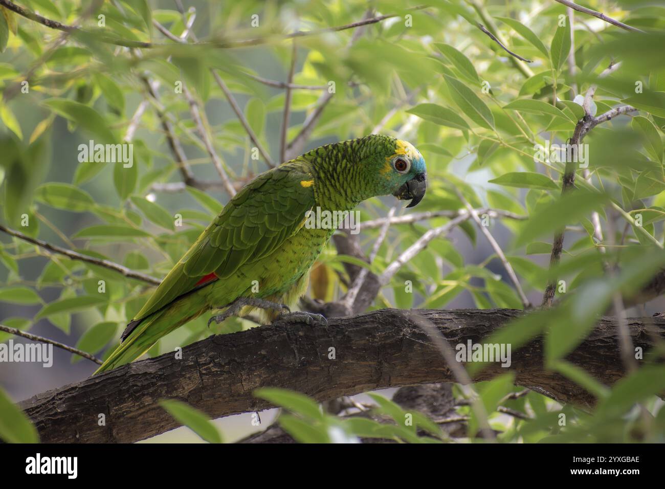 Free-living blue-fronted amazon (Amazona aestiva) in a public park in ...