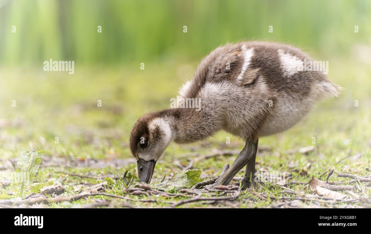 Nile goose chicks (Alopochen aegyptiaca) running through grass and ...
