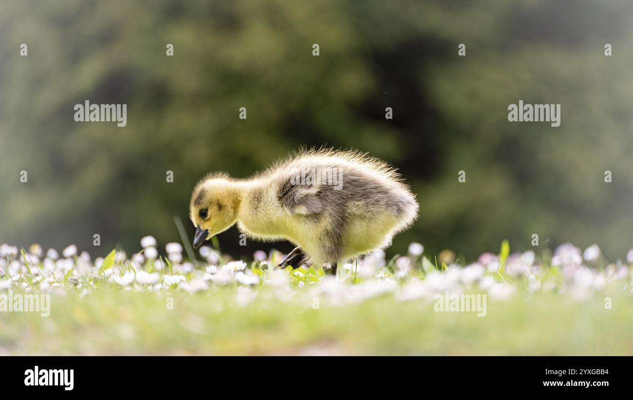Air photo goose green hi-res stock photography and images - Alamy