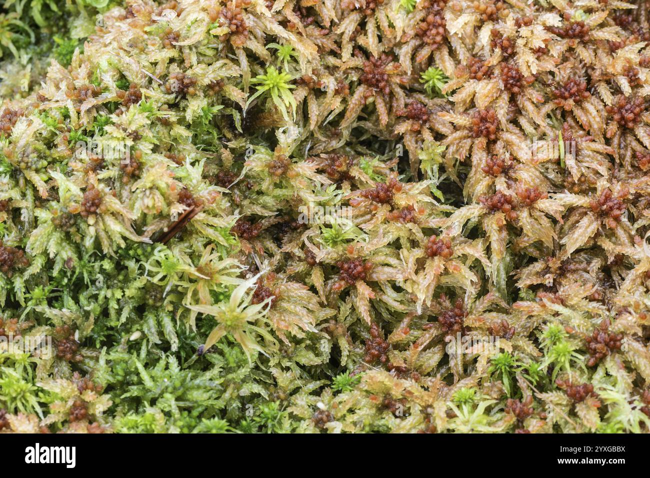 Marsh peat moss (Sphagnum palustre), Province of Drenthe, Netherlands ...