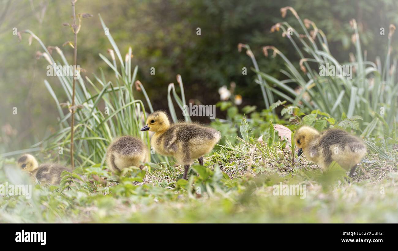 Canada goose chicks (Branta canadensis) four running through grass and ...