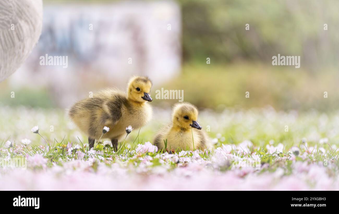 Canada goose chicks (Branta canadensis) two in the grass, one standing ...
