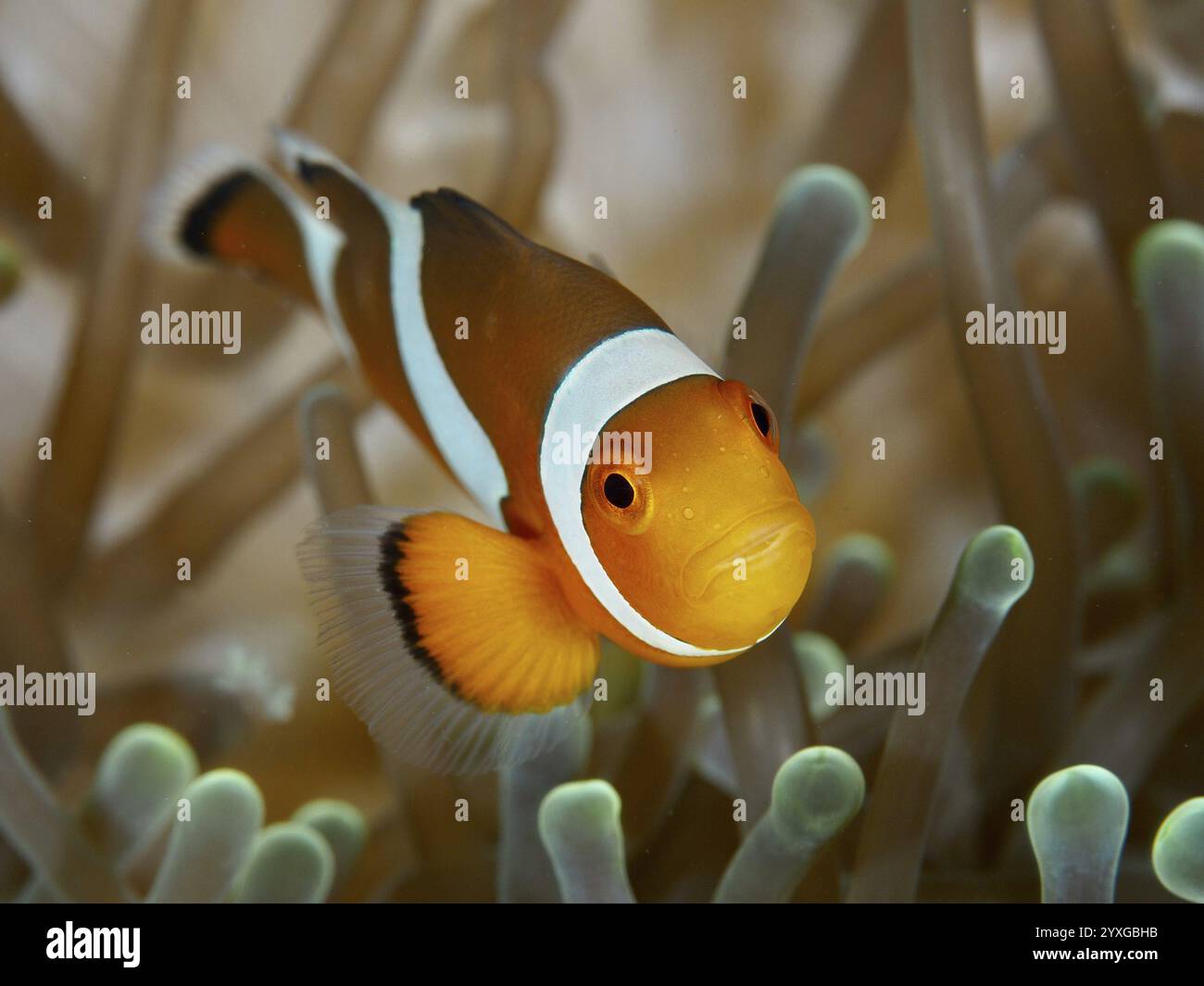 A single Ocellaris Clownfish (Amphiprion ocellaris), Nemo, swimming ...