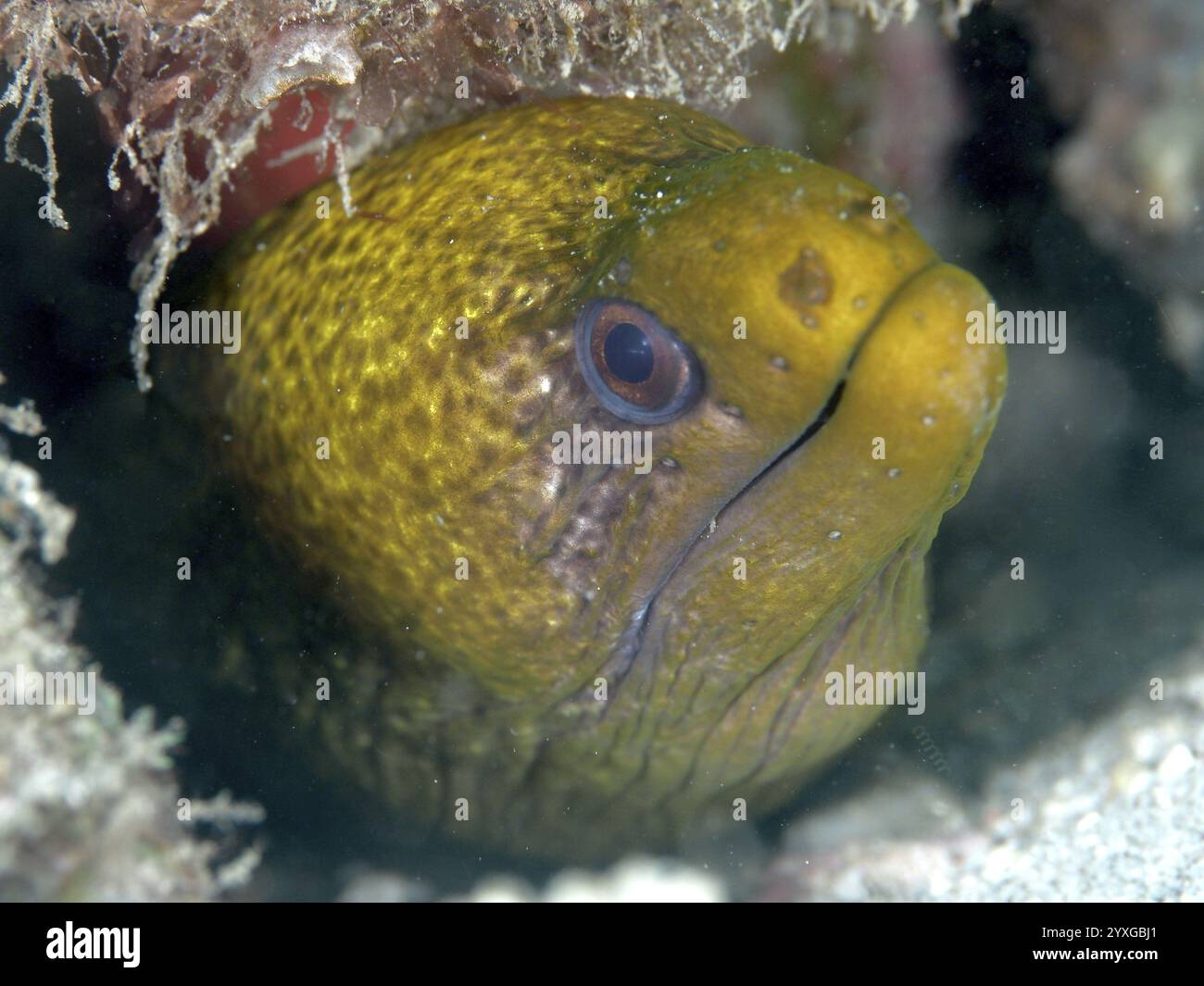 A yellow marbled moray eel (Gymnothorax undulatus) looks out of a cave ...