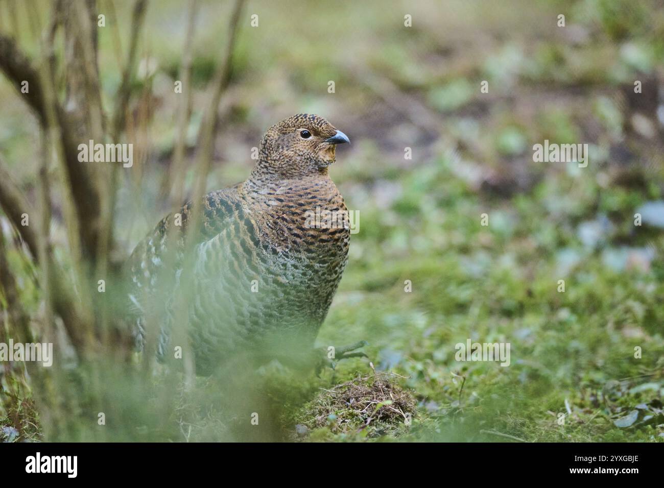 Eurasian black grouse (Lyrurus tetrix) female (hen) standing on the ...