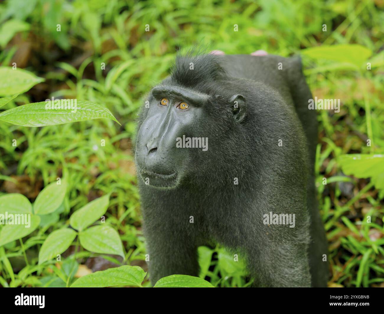 Black crested macaque (Macaca nigra), Tangoko National Park, Sulawesi ...