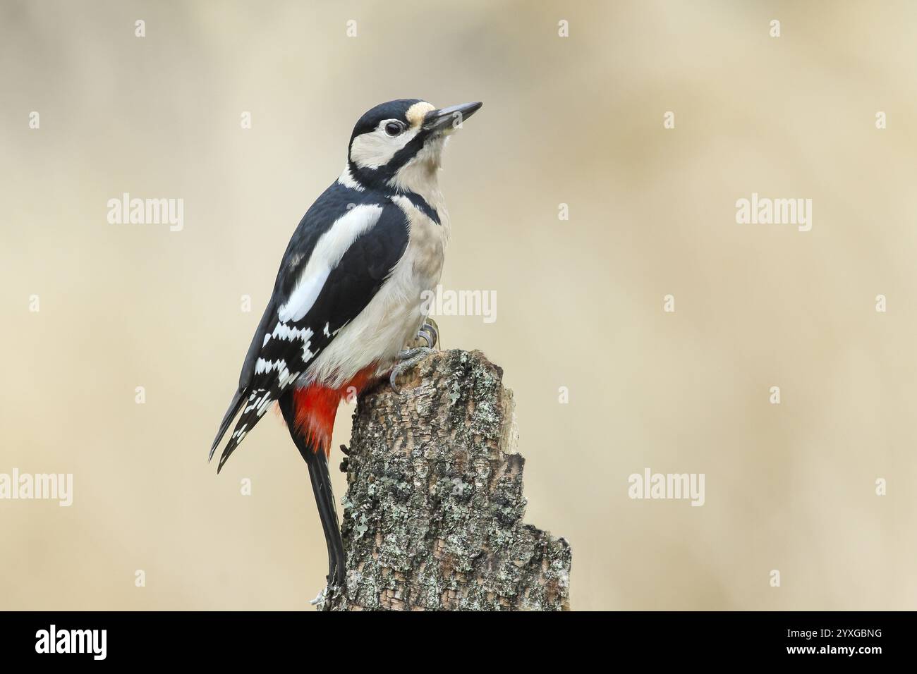 Great spotted woodpecker (Dendrocopus major), female, with red, black ...