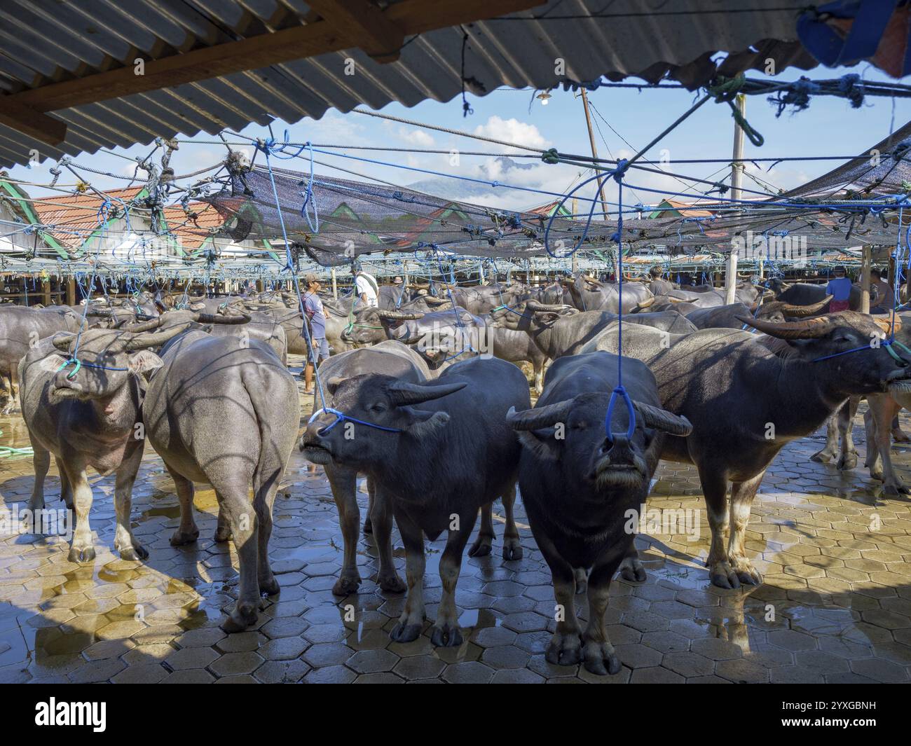 Water buffalo (Bubalus arnee) market, Rantepao, Tana Toraja, Sulawesi ...