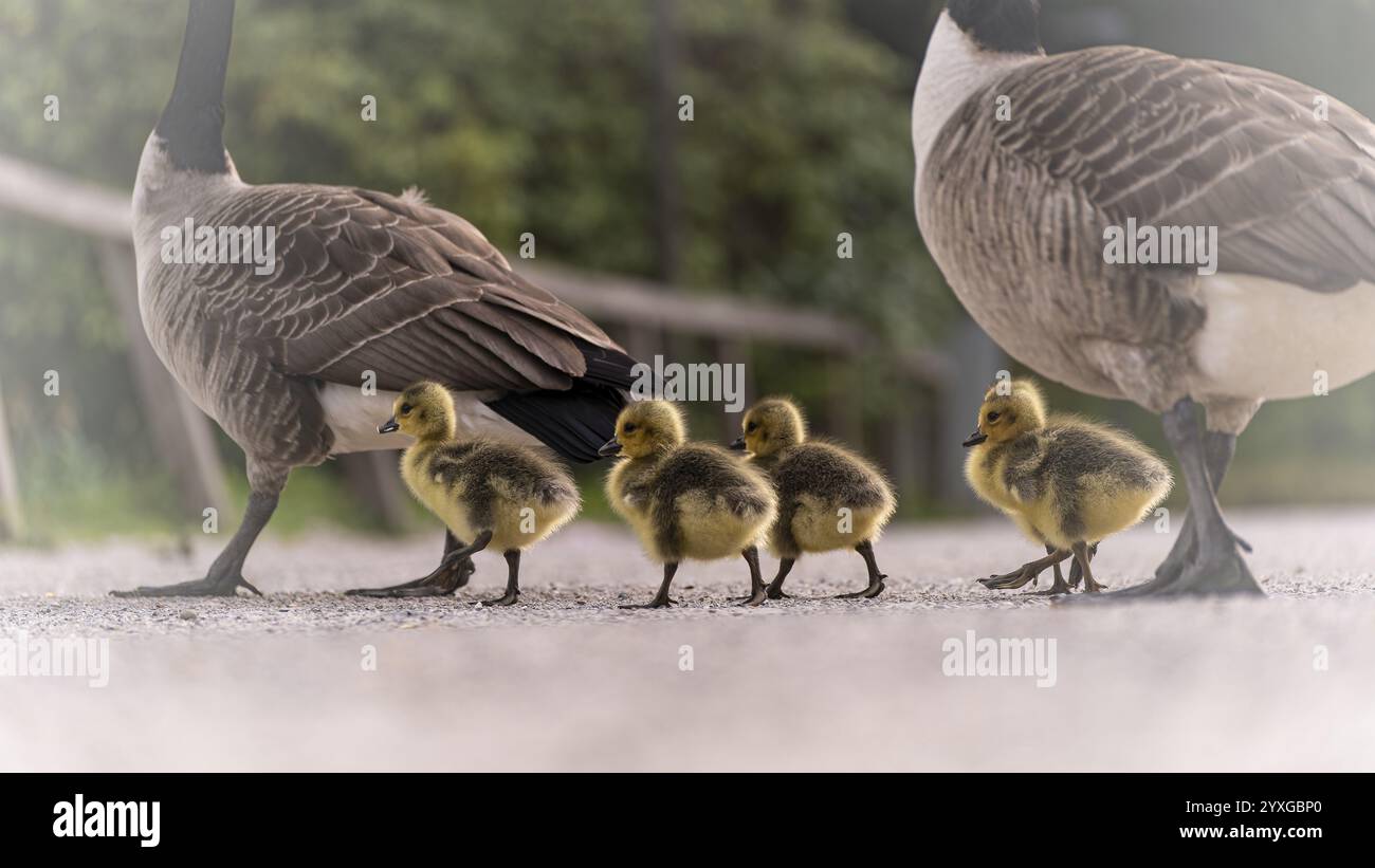 Canada goose goslings (Branta canadensis) four with their parents ...