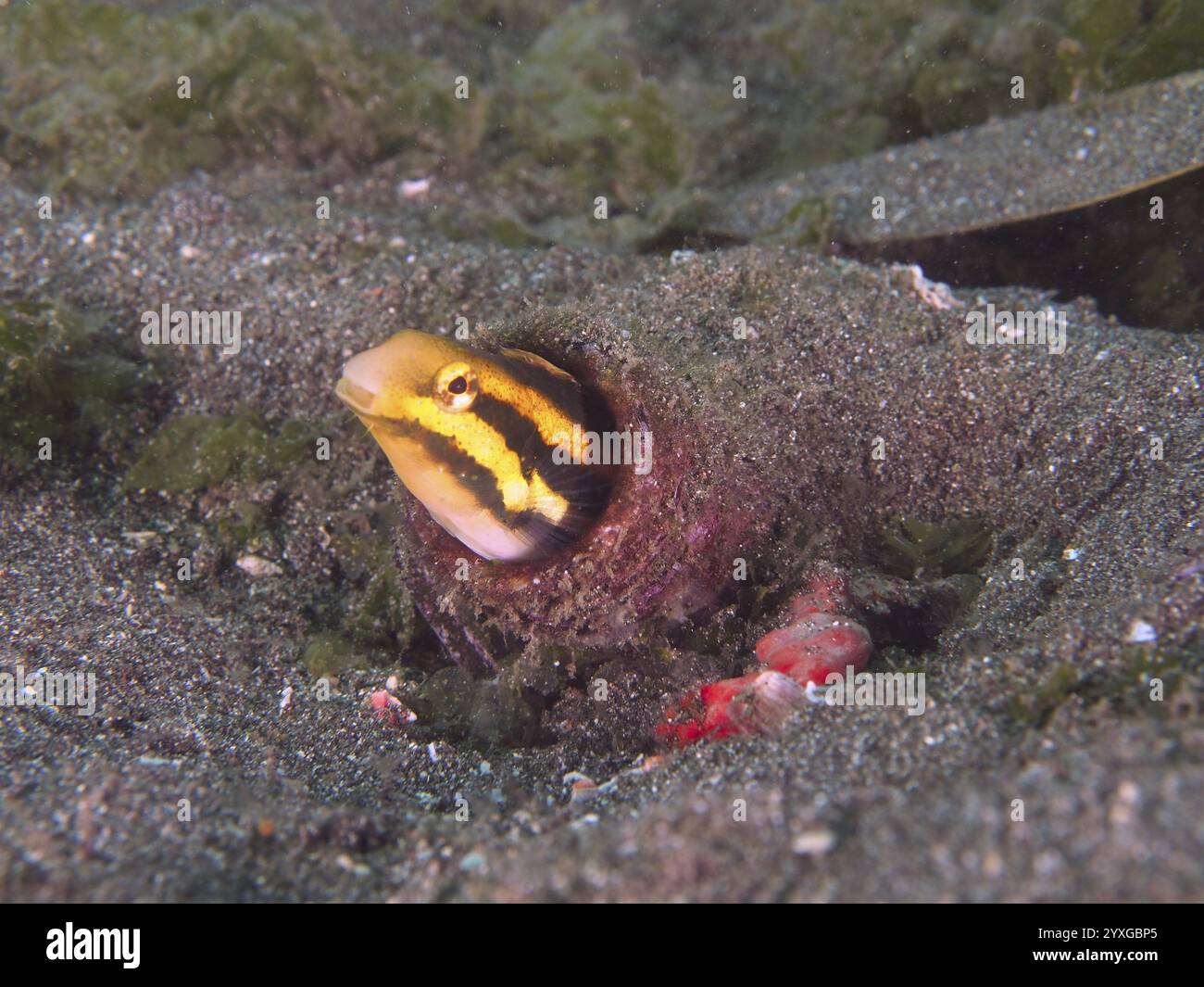 A yellow-black fish, striped mimicry blenny (Petroscirtes breviceps ...