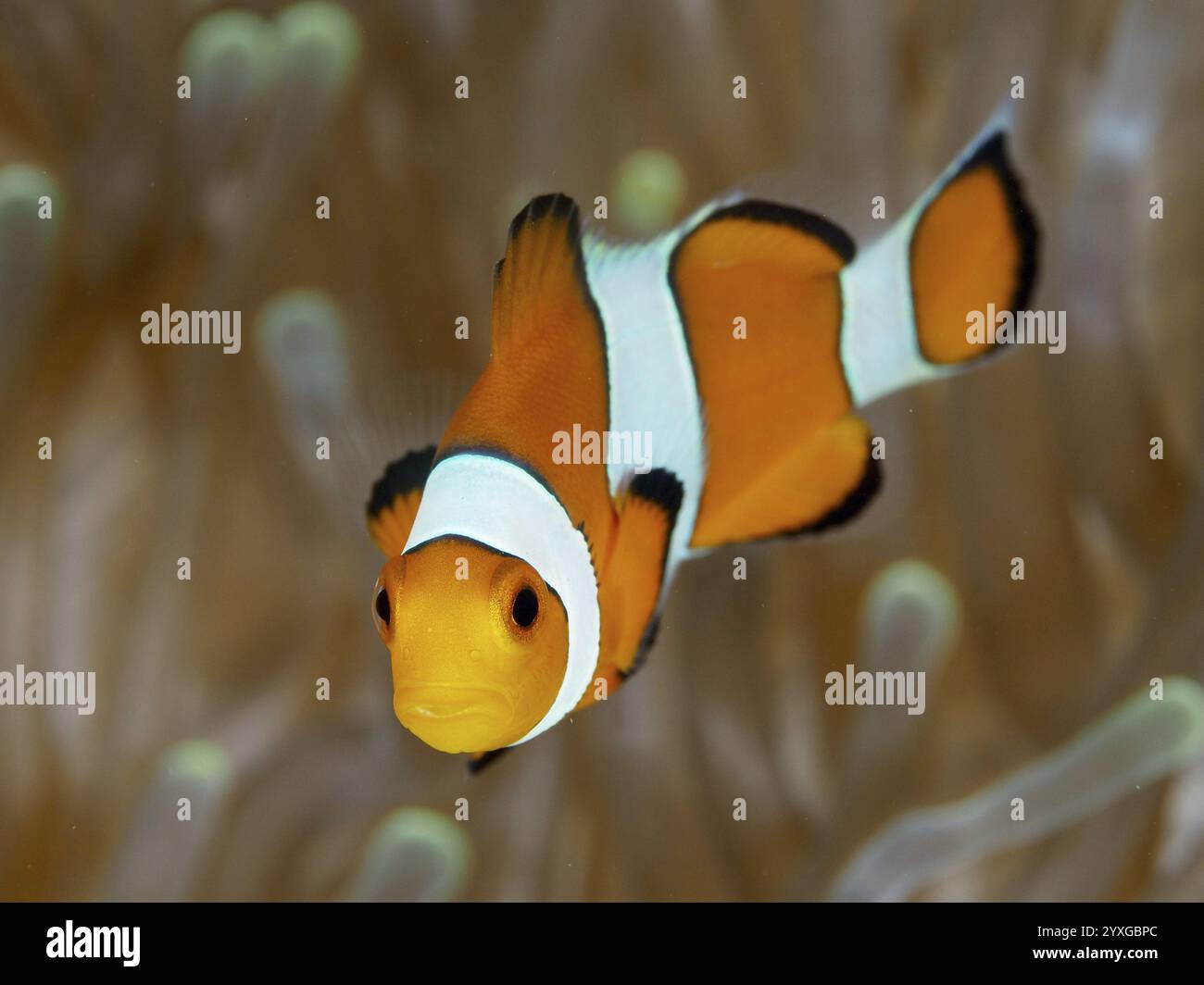 A single Ocellaris Clownfish (Amphiprion ocellaris), Nemo, shows its ...