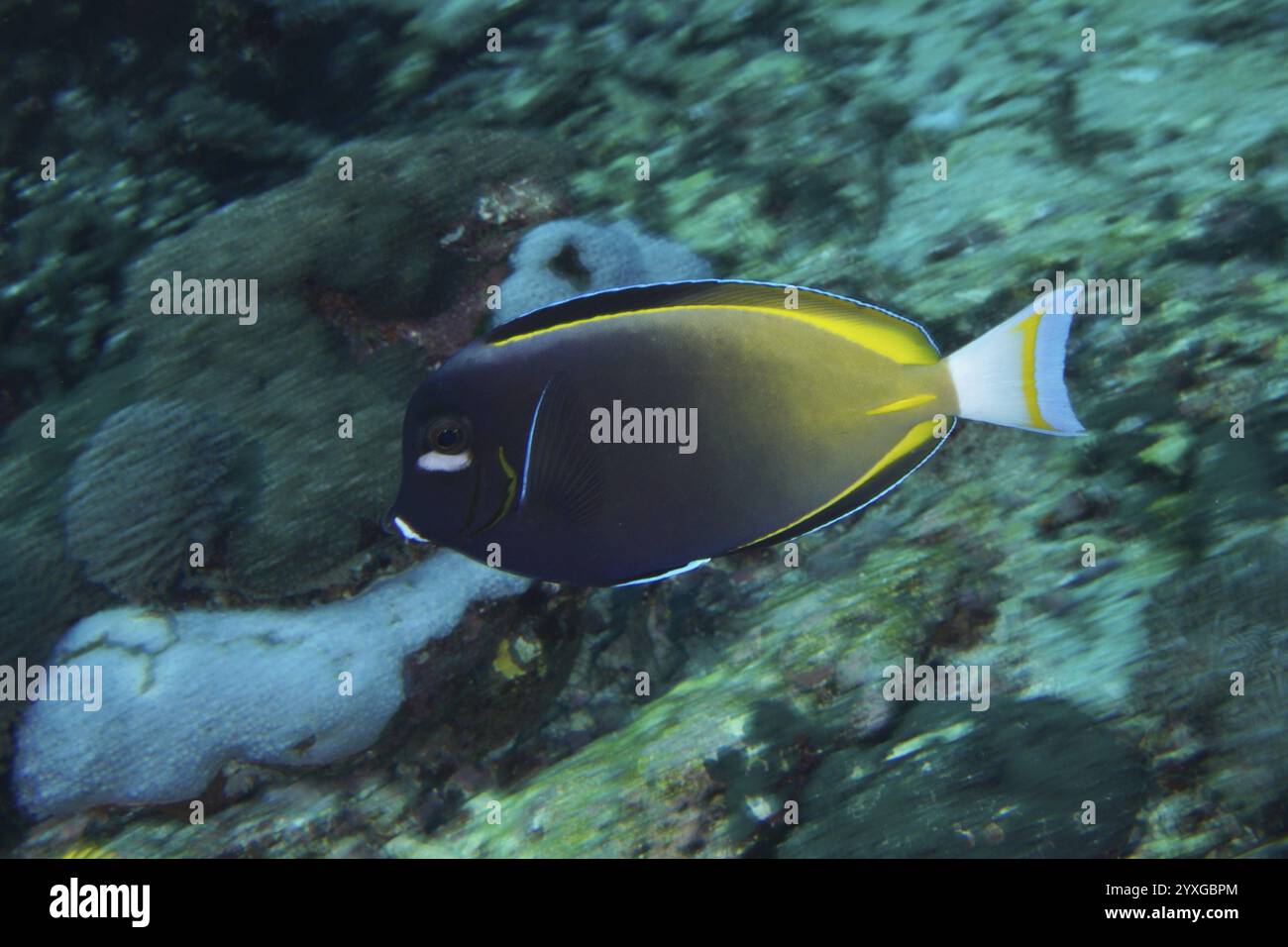 A tropical fish with distinctive patterns, golden-edged surgeonfish ... A tropical fish with distinctive patterns, golden-edged surgeonfish ...