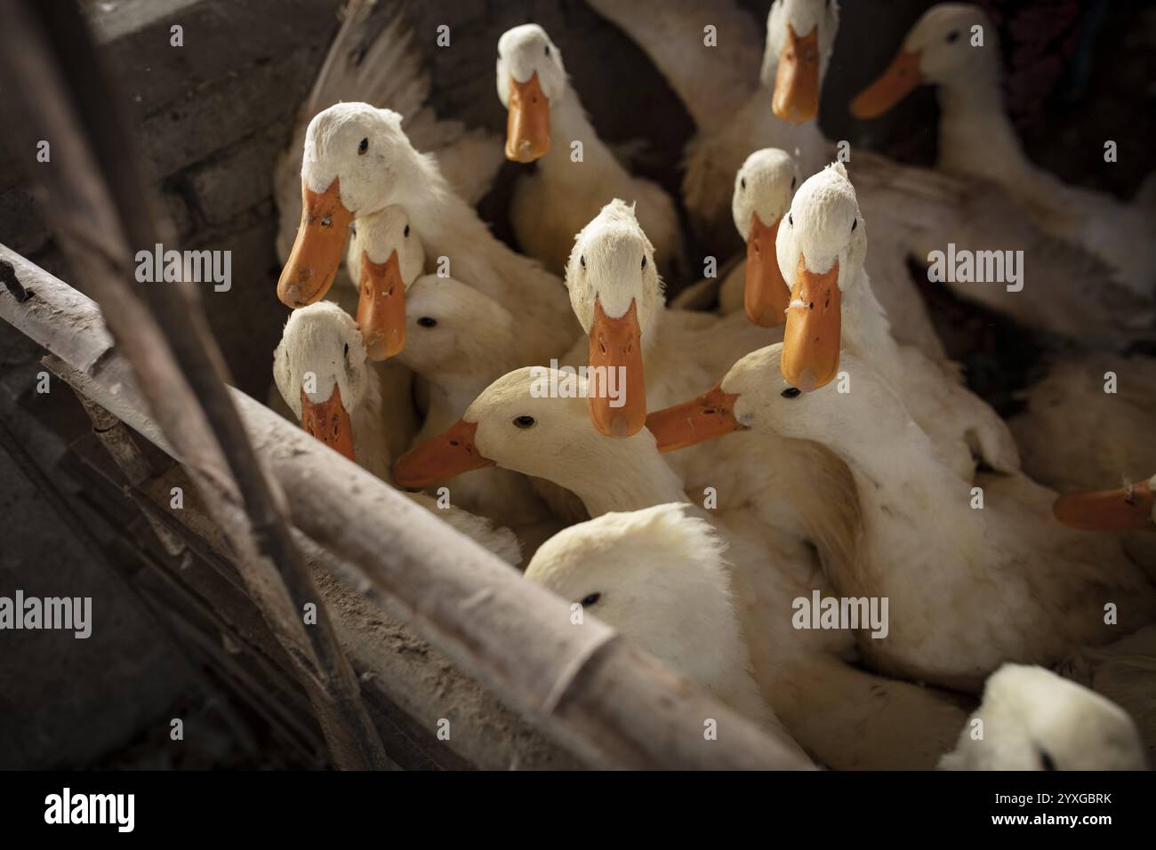 Ducks ready for slaughter at the duck breeding station Jiang Su Xiang ...