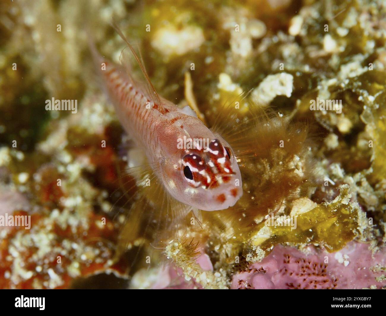 Portrait of a small red fish with fine details and expressive eyes ...