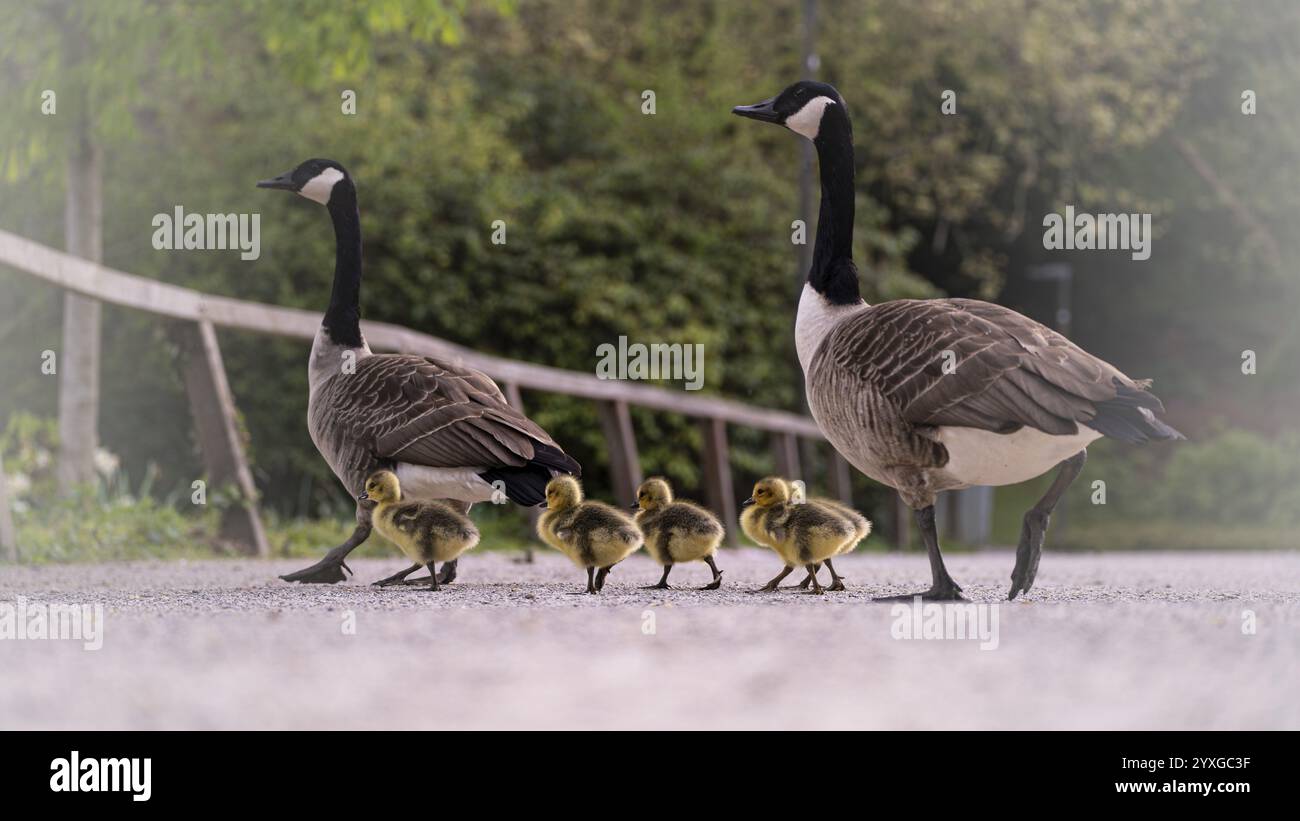 Canada goose chicks (Branta canadensis) four with their parents ...
