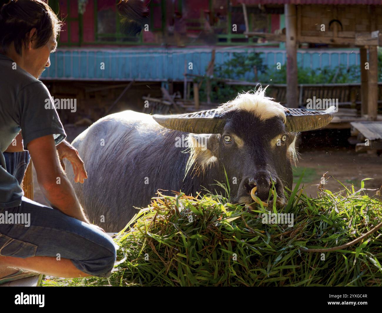 Man feeding water buffalo (Bubalus arnee), Limbong village, Tana Toraja ...