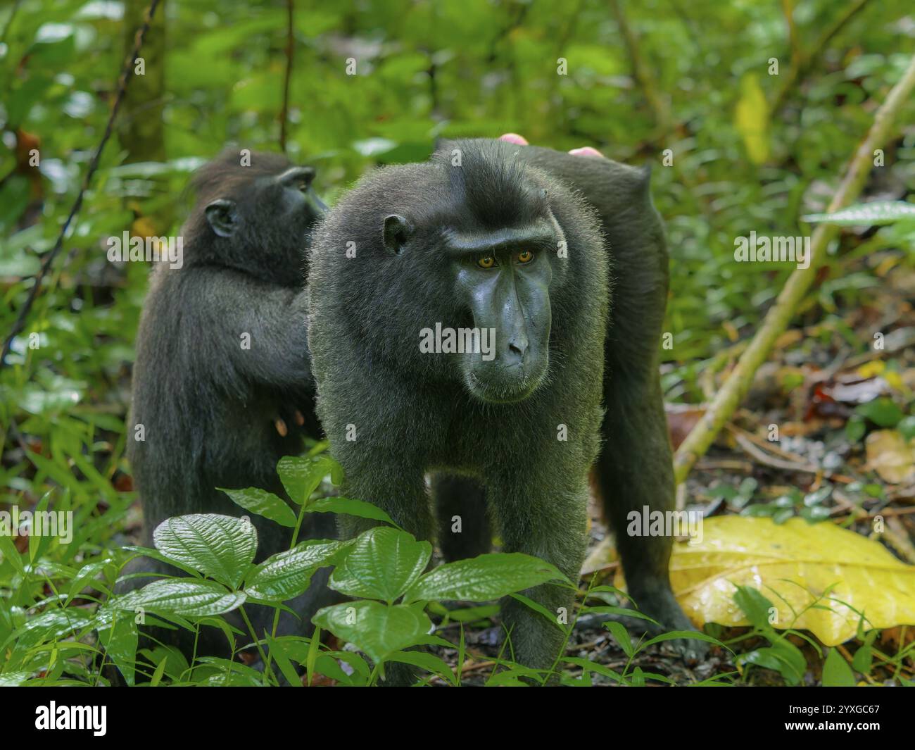 Black crested macaque (Macaca nigra), Tangoko National Park, Sulawesi ...