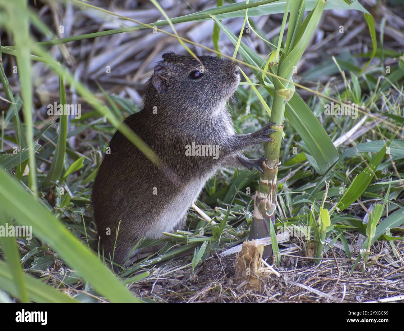 Wild guinea pig (Cavia aperea) in the wild in a nature reserve in ...