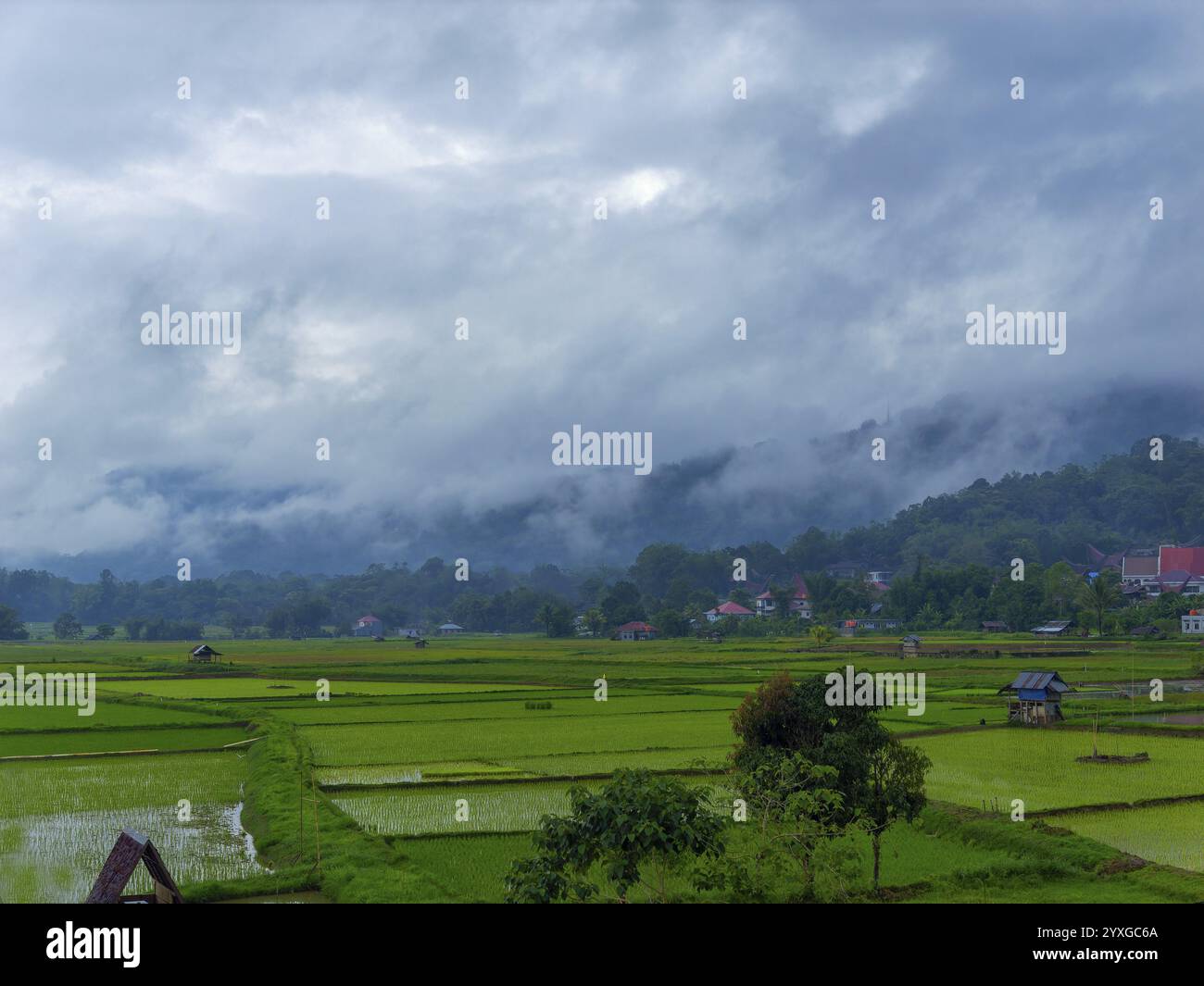 Landscape with green rice paddies, Tana Toraja, Rantepao, Sulawesi ...