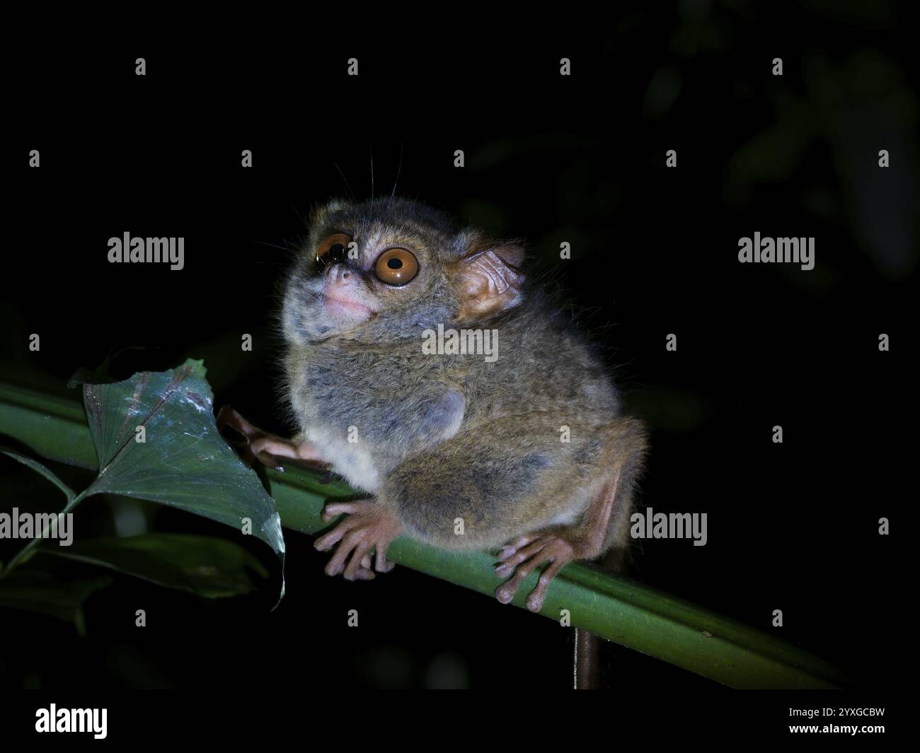 Tarsier (Tarsiidae) small animal with large eyes, Tangoko National Park ...